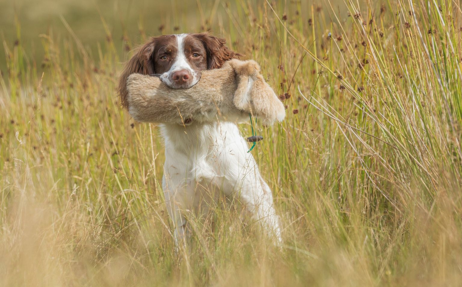 Rabbit Fur - Cured Rabbit Skin | Sporting Saint